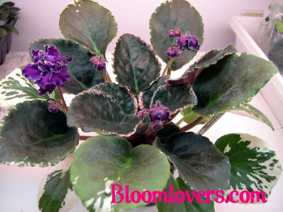 Apache Daydream – bloomlovers.com